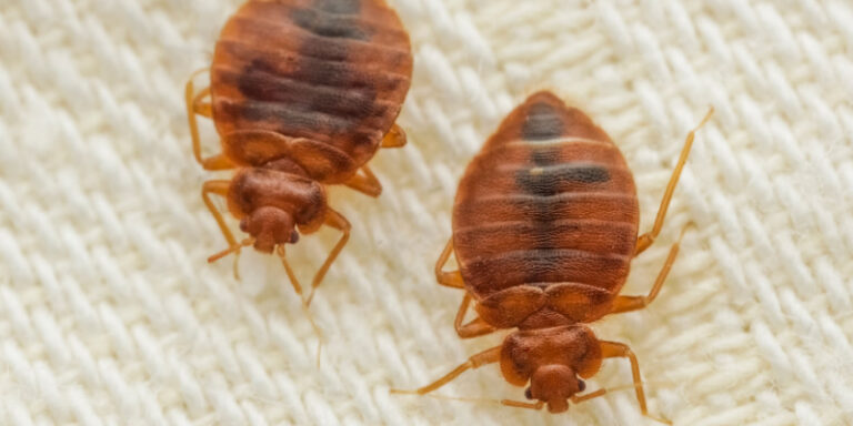 What Are the Most Common Signs of a Bed Bug Infestation? - Abarb Pest ...