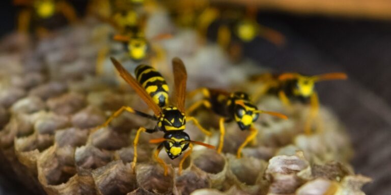 Dealing with Bees and Wasps Around Your Property in Haskell, NJ - Abarb ...